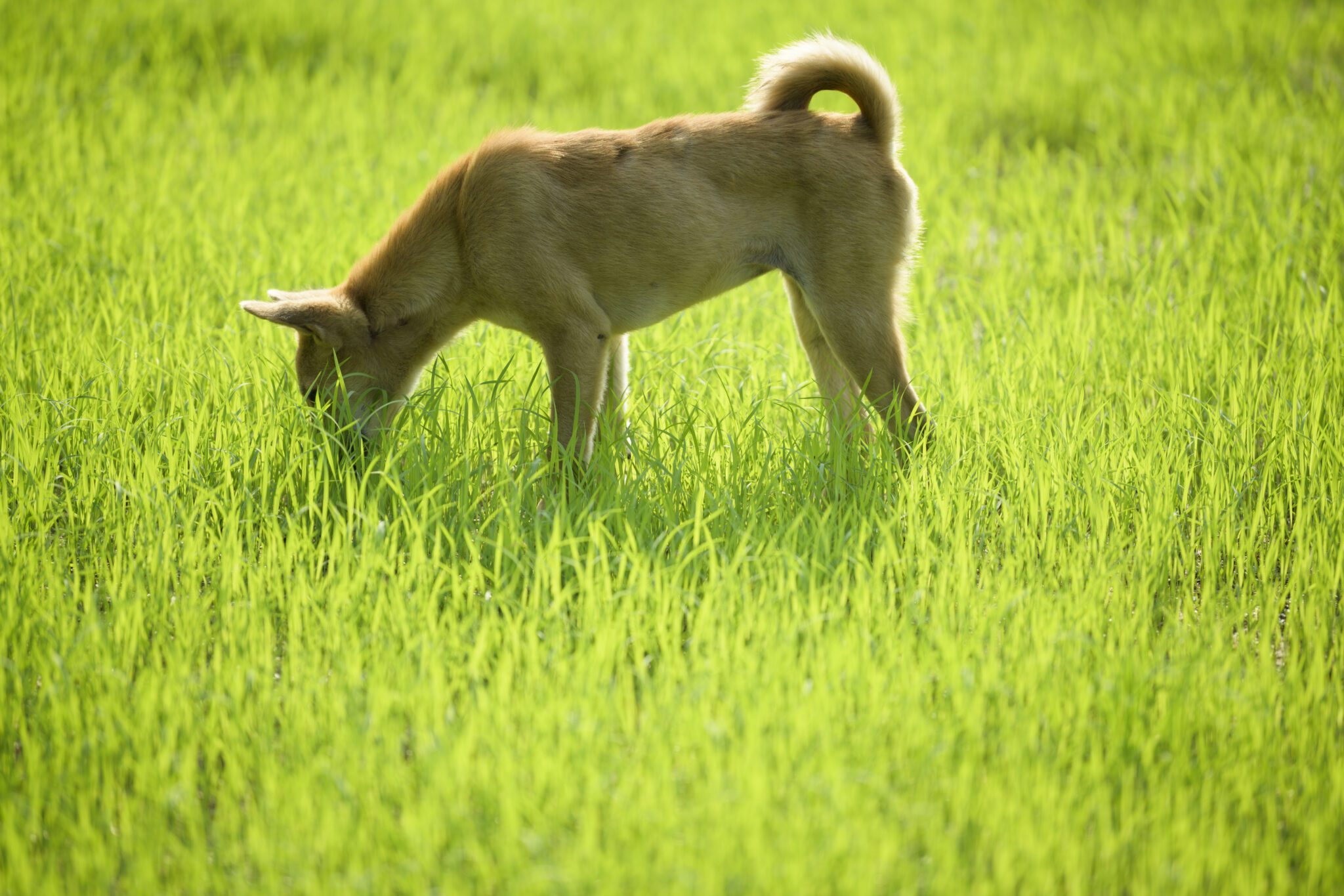Why Does My Dog Eat Grass Hollywood Feed University why-does-my-dog-eat-grass-hollywood-feed-university