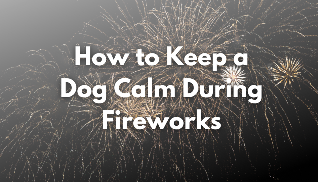 How To Keep A Dog Calm During Fireworks Hollywood Feed University How To Keep A Dog Calm During Fireworks Hollywood Feed University