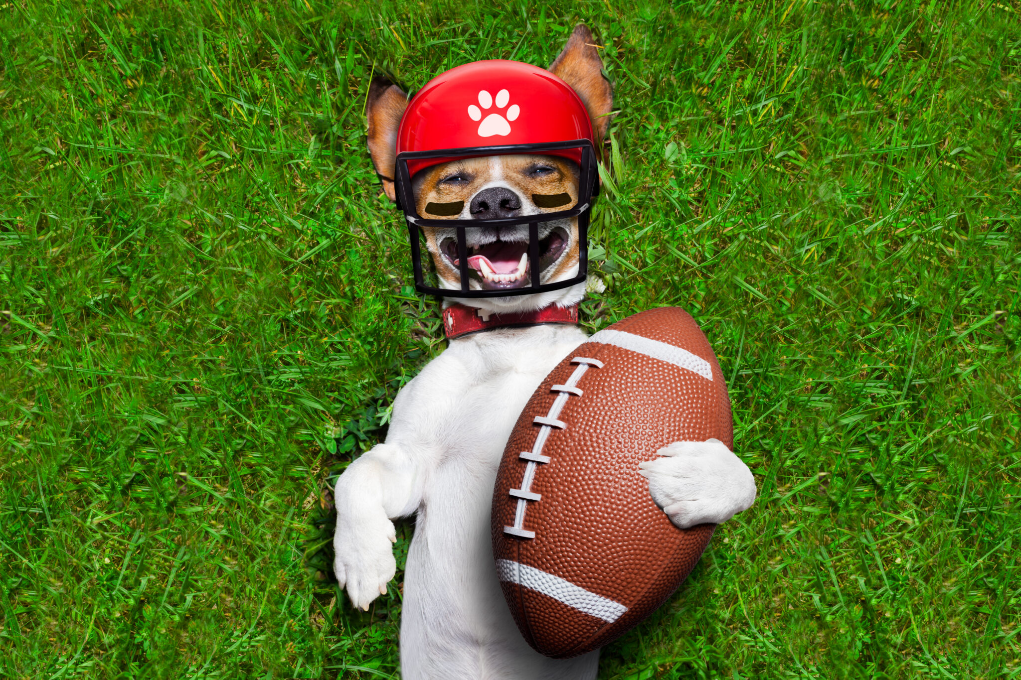 Tailgate with Your Pet: The Ultimate Guide for Football Season Fun ...