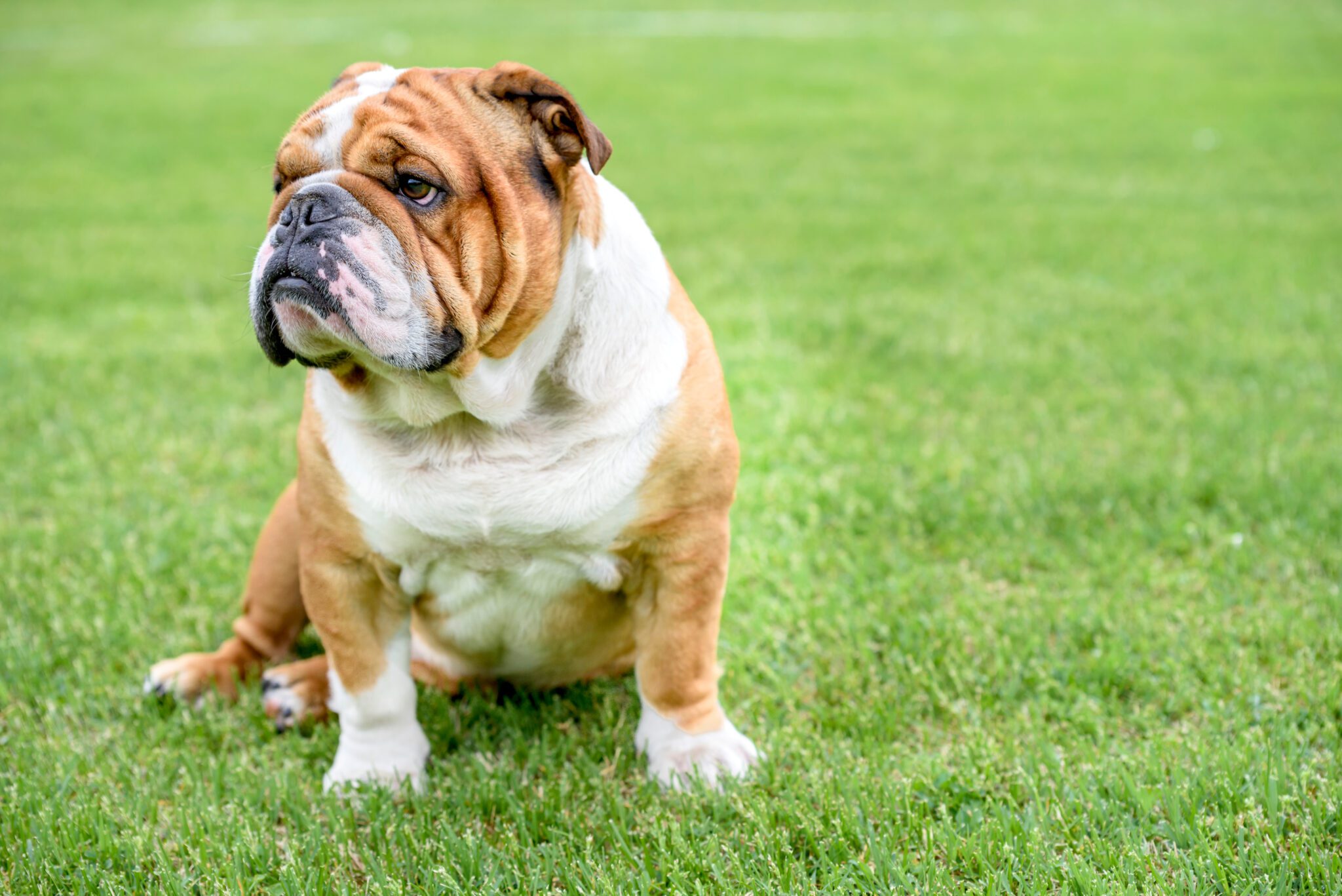 French Bulldog vs English Bulldog: A Comprehensive Comparison of These ...