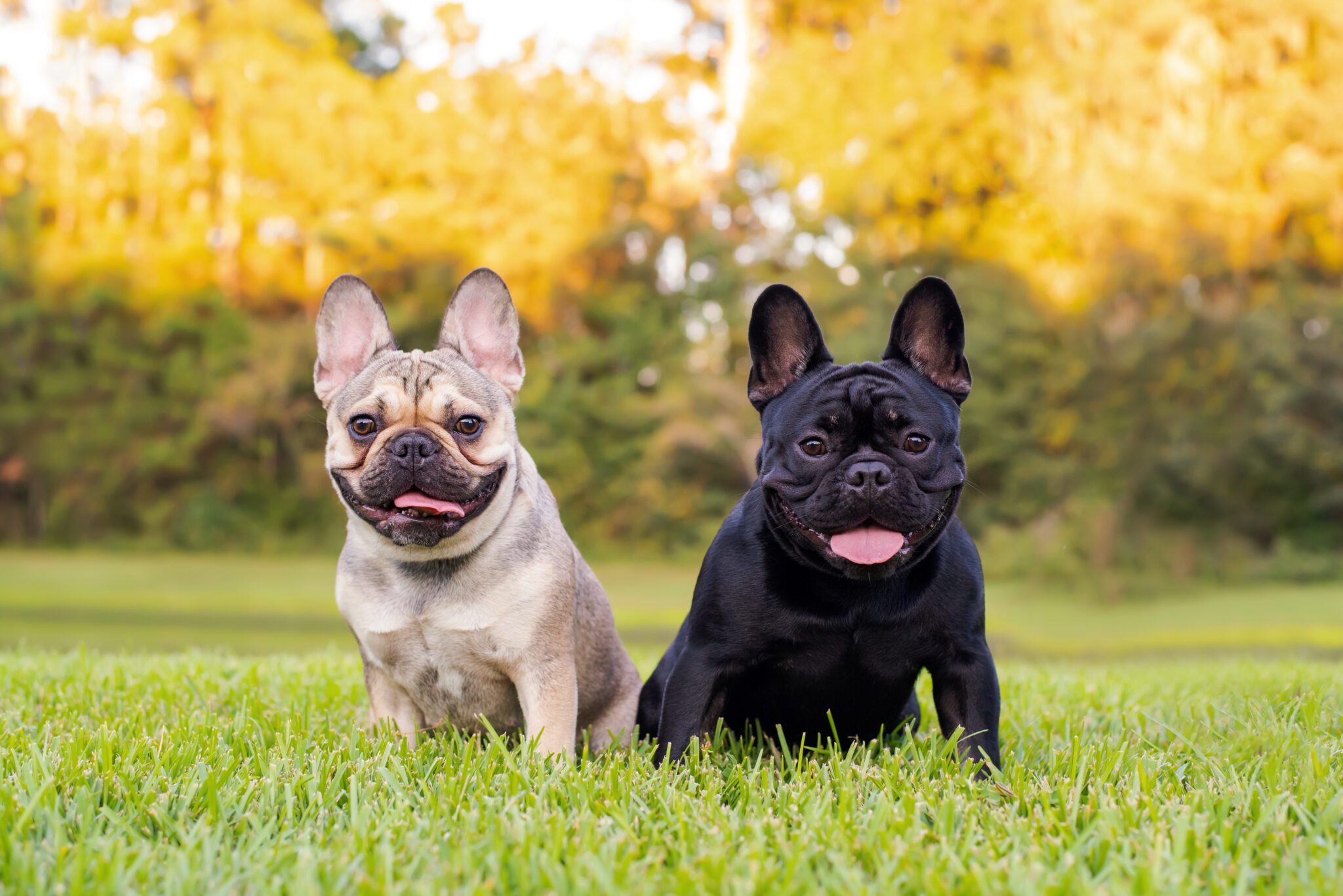 French Bulldog vs English Bulldog: A Comprehensive Comparison of These ...