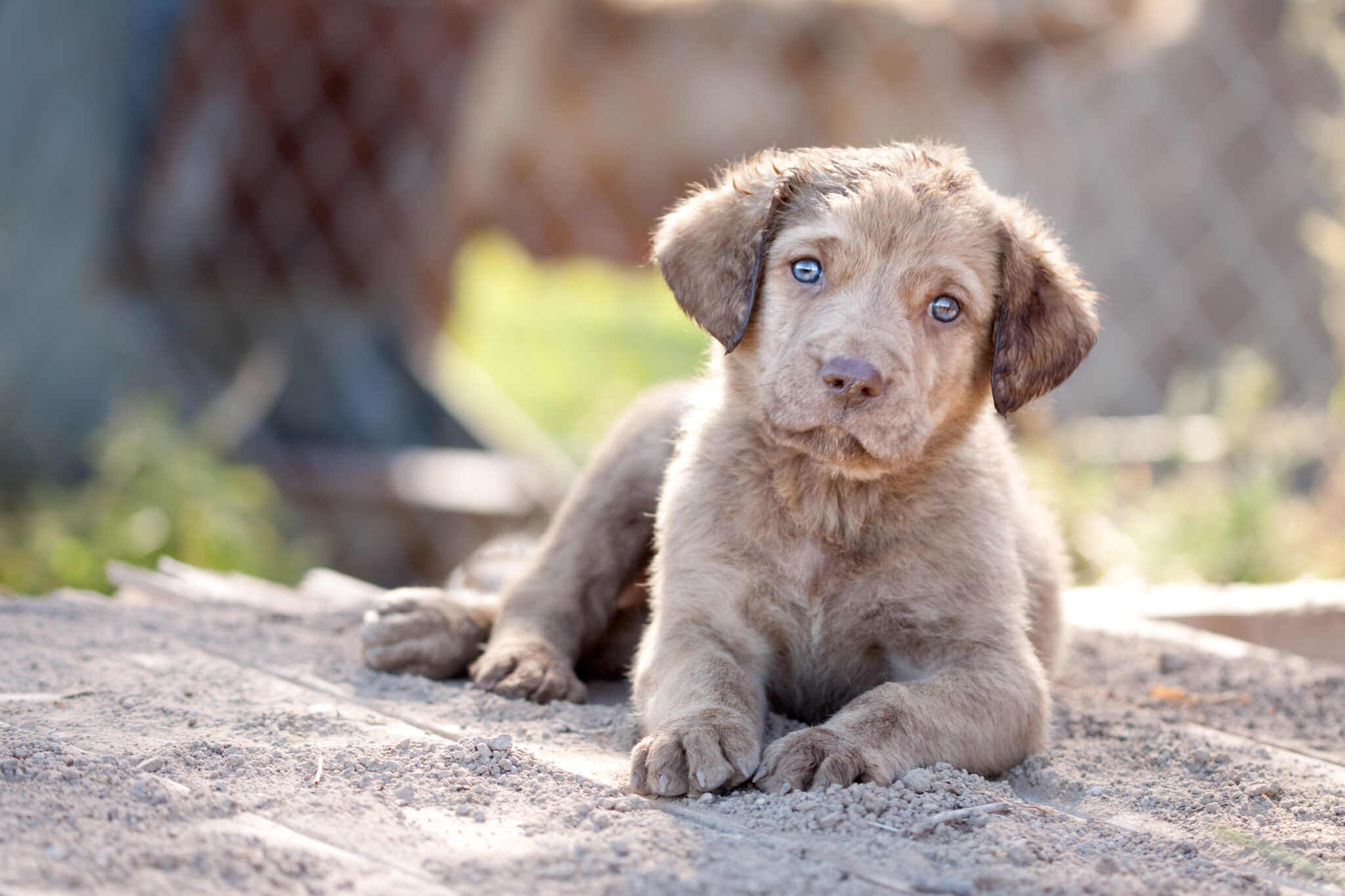 Labrador Retriever vs Chesapeake Bay Retriever: A Comprehensive ...