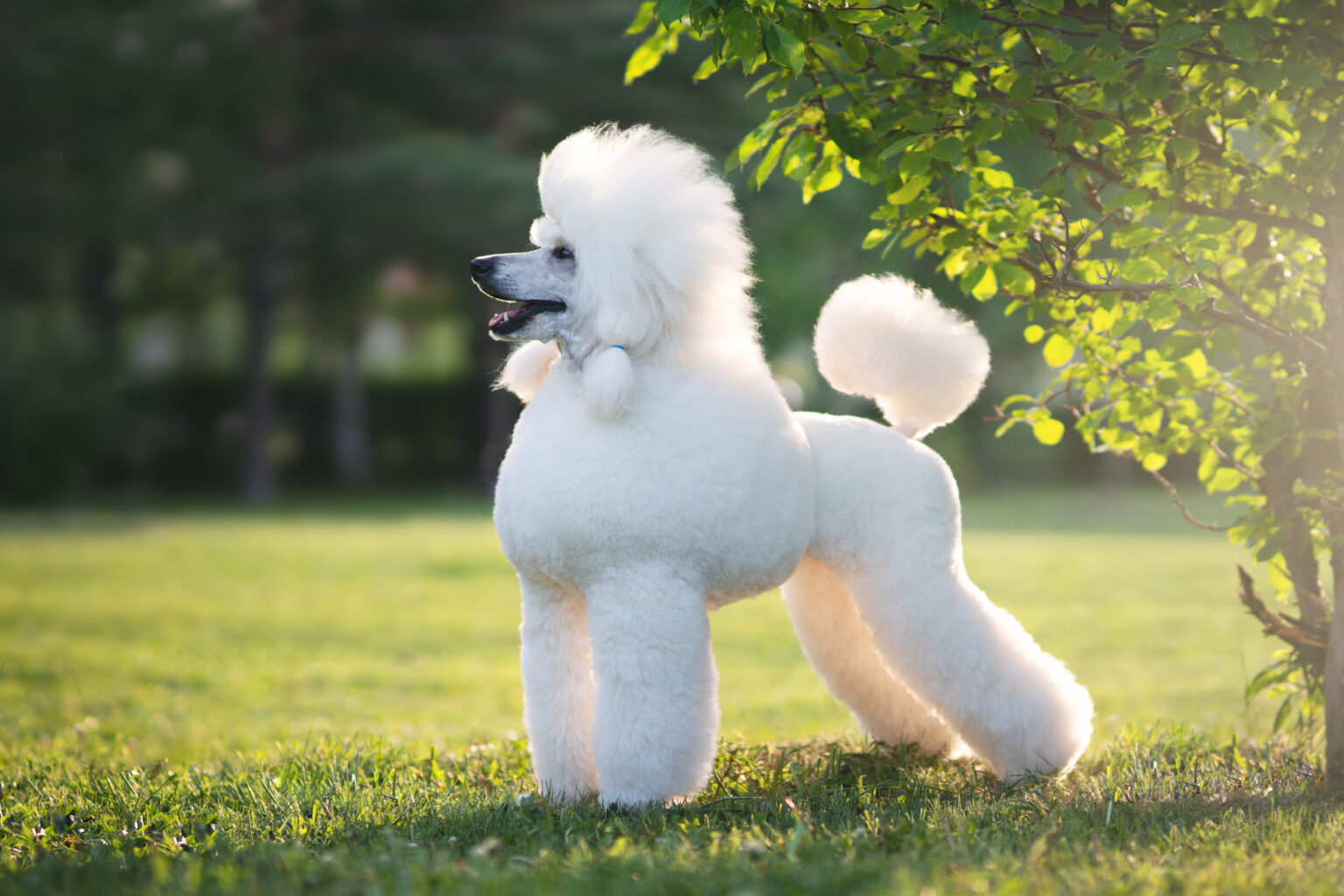 Poodles in Style: A Guide to Different Cuts on Poodles - Hollywood Feed ...