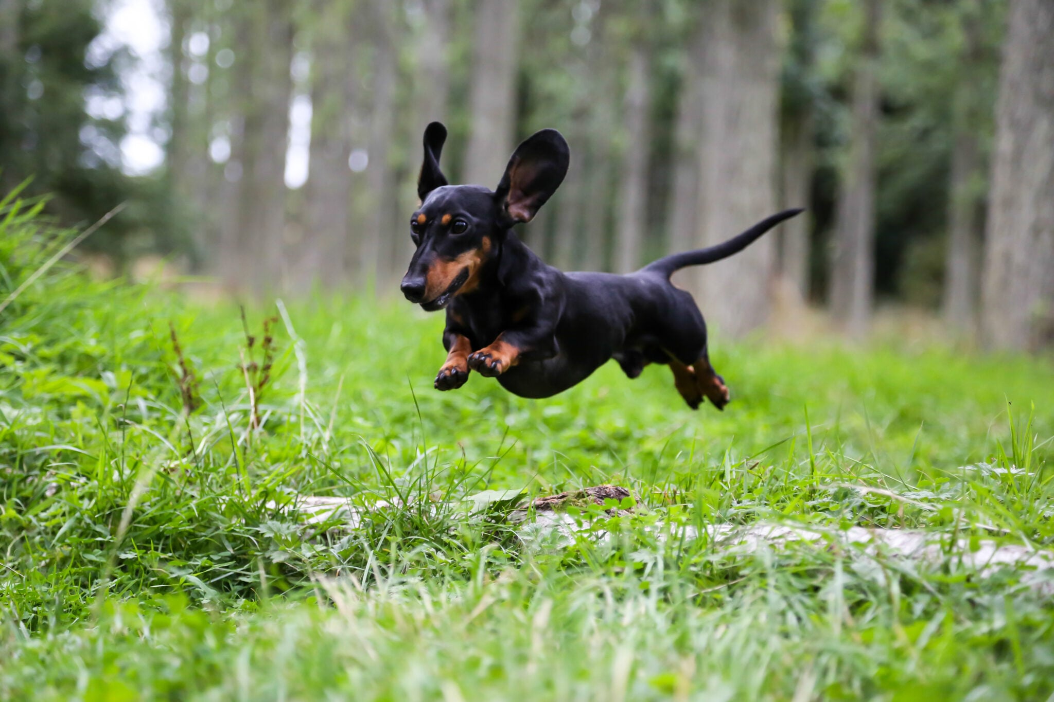The Fascinating History of Dachshunds: A Tale of Small Breed Dogs ...