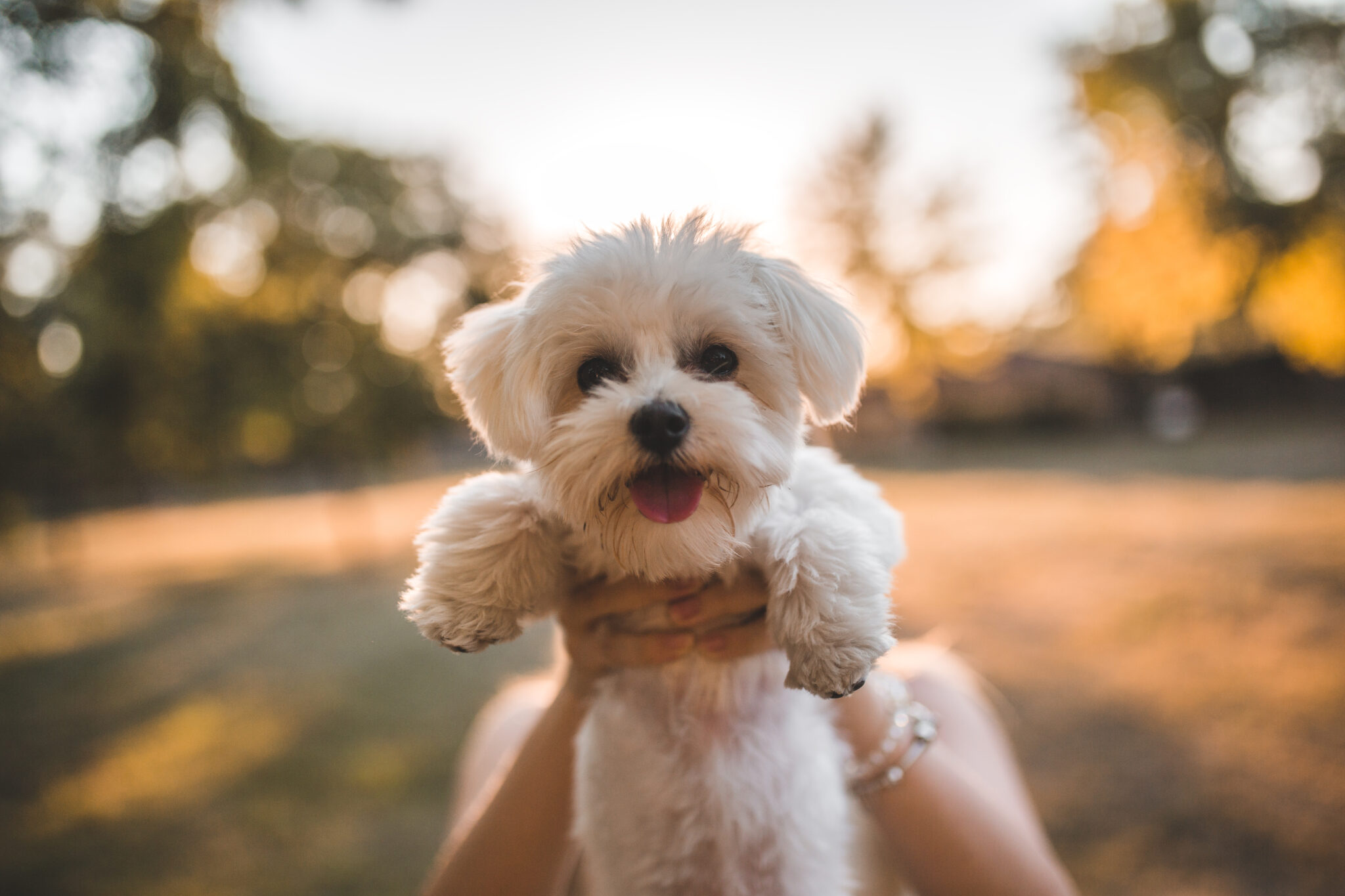 Maltese vs. Bichon Frise: Which Fluffy Friend is Right for You ...