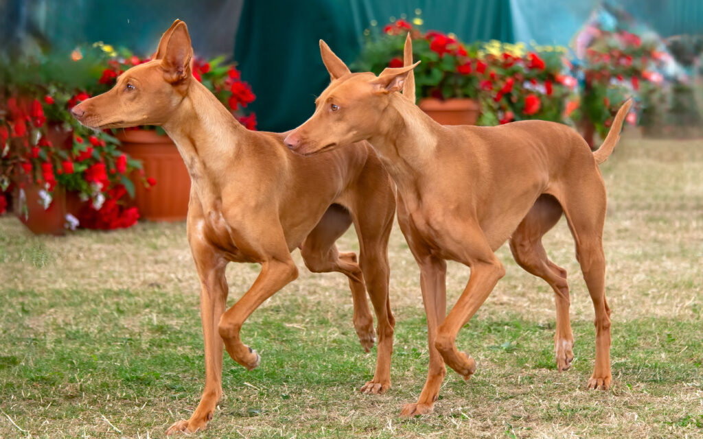 The Pharaoh Hound: An Ancient Breed with a Royal Lineage - Hollywood ...