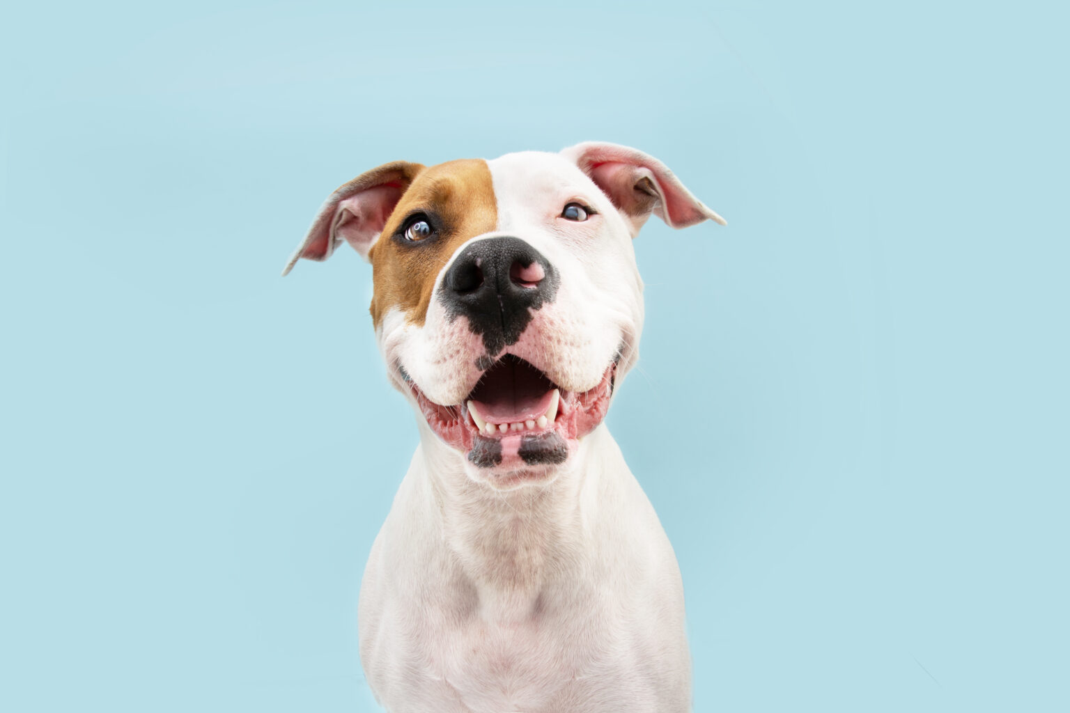 VOHC Certification: What It Means for Your Pet's Dental Health ...