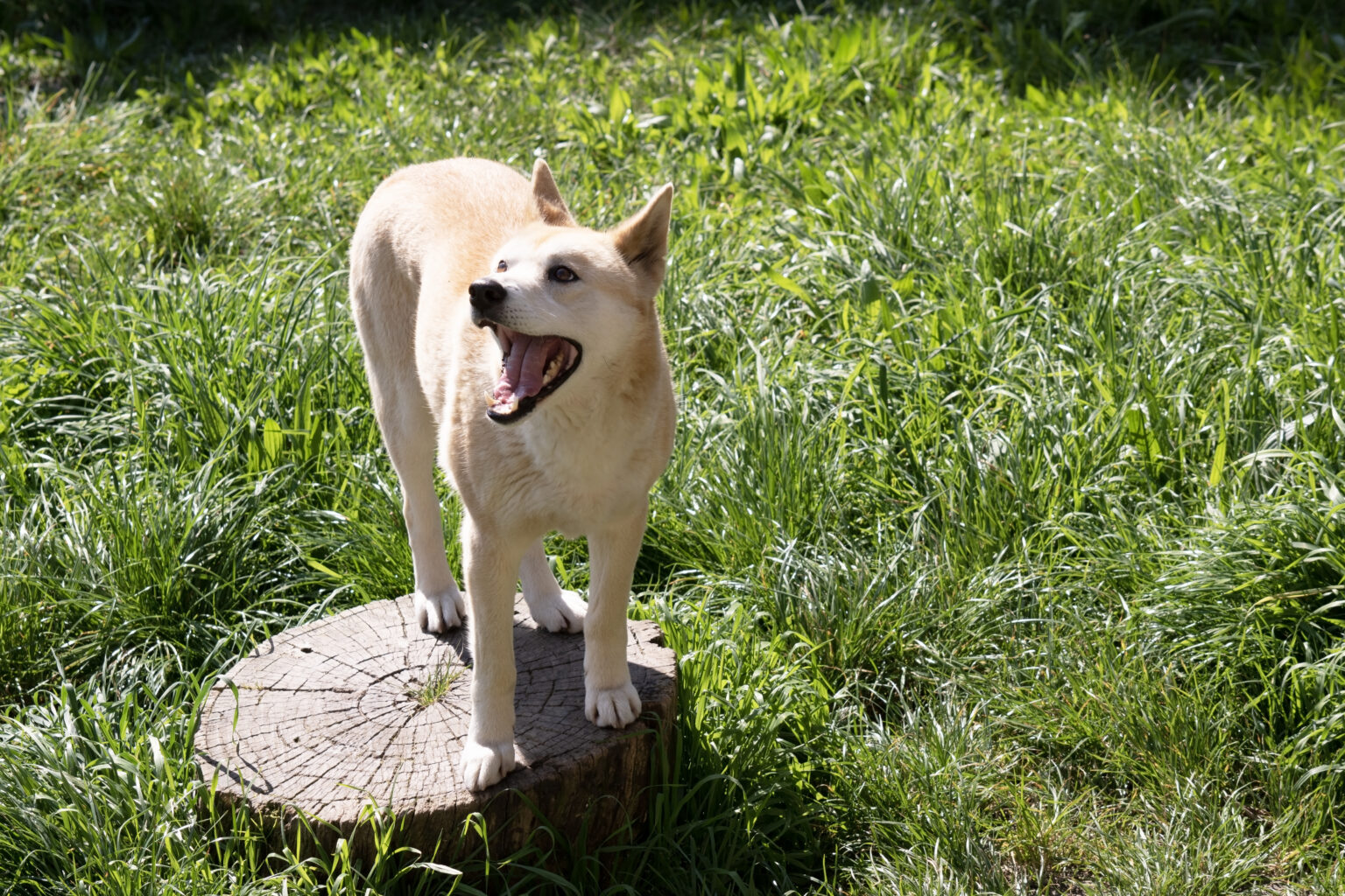 The American Dingo: A Loyal and Intelligent Companion - Hollywood Feed ...