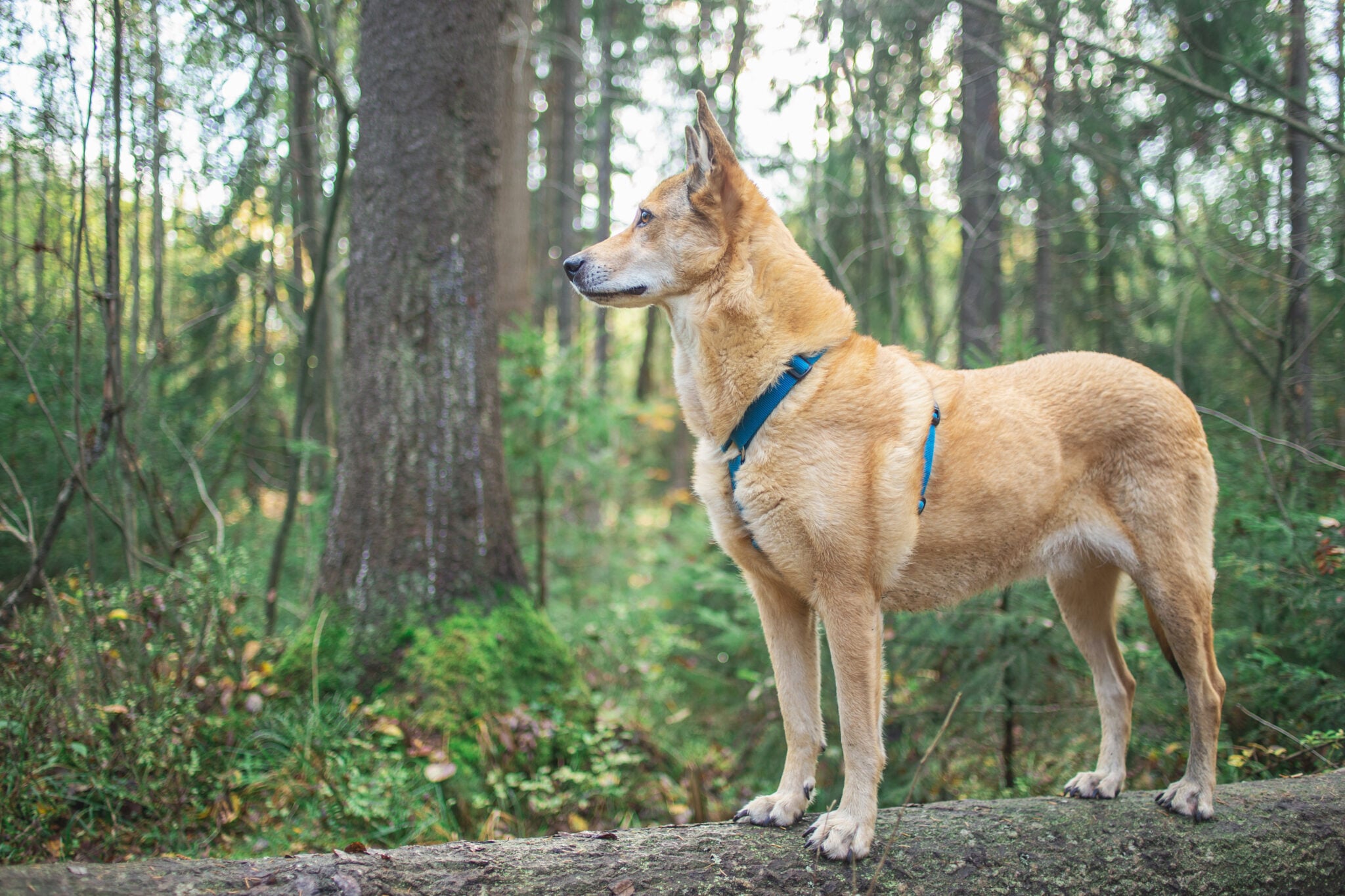 The American Dingo: A Loyal and Intelligent Companion - Hollywood Feed ...