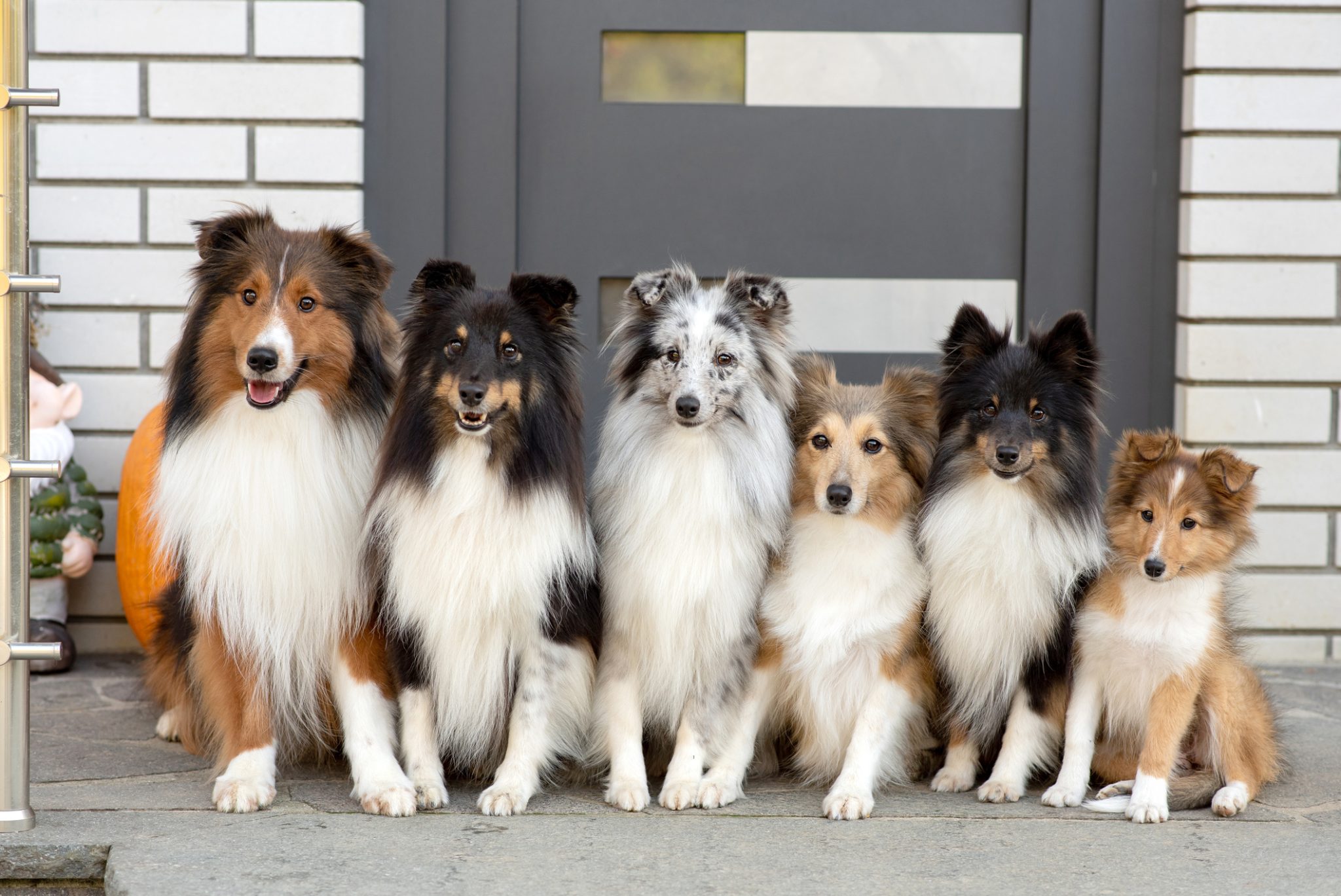 Why the Shetland Sheepdog Breed Makes an Incredible Family Companion ...